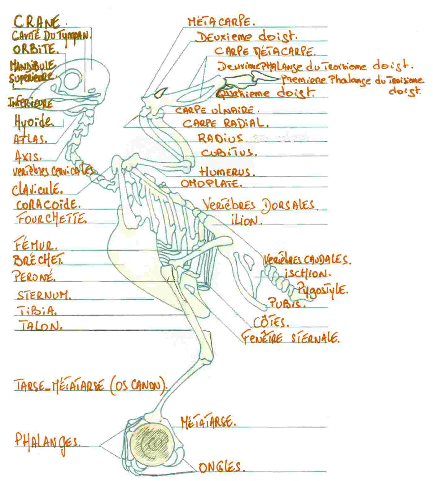 Le Chardonneret et ses sous espèces. Carduelis carduelis. Carduélinés ...