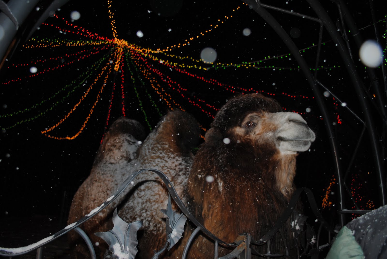 Phippspartyofsix: A Christmas Camel??