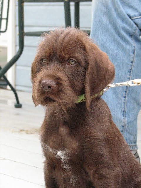 Are Pudelpointer Puppies Lazy