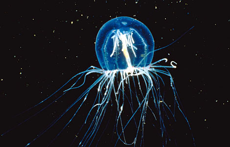 The Box JellyFish: The Box JellyFish