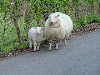 epistoli: Why Jewish People Don’t Eat the Sinew of the Hip -- Genesis ...