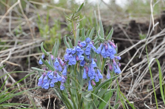 The Big Trip: Yellowstone Plants