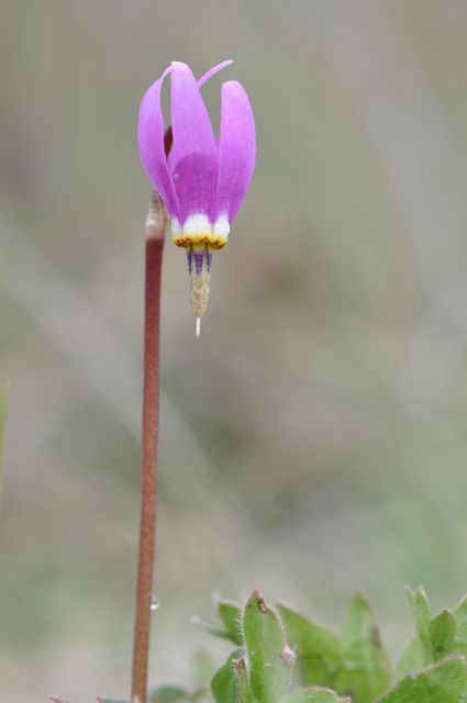 The Big Trip: Yellowstone Plants