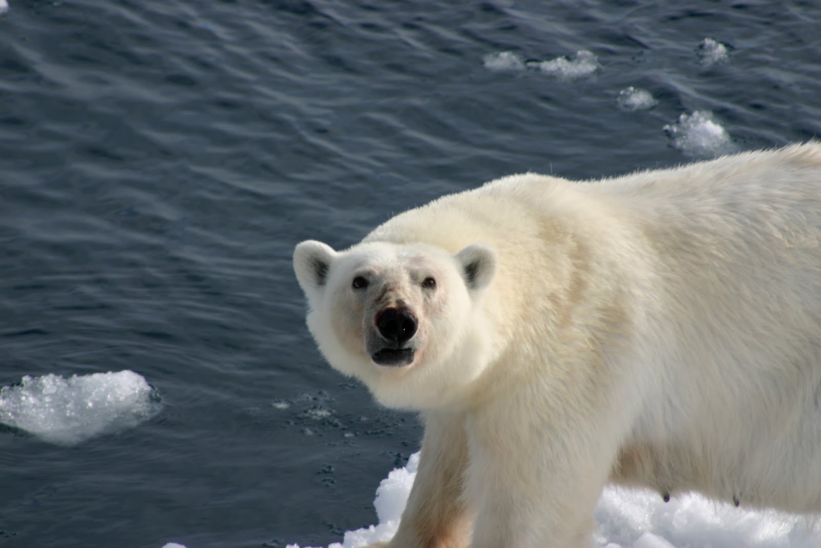 VIAJES PLANETA AZUL: EL OSO POLAR EN PELIGRO DE EXTINCIÓN