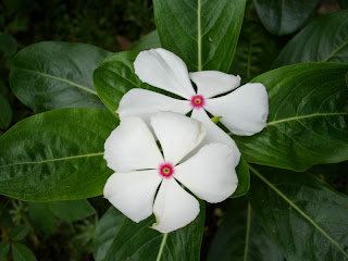 Ninfa Urania - Fotografia - Tabasco - México - Photography - Fotos ...