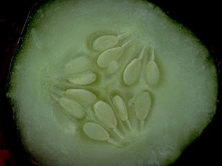 FOOD HISTORY: History of cucumber