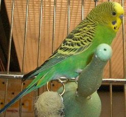 Budgies are Awesome: Colours & Mutations (1)