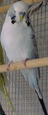 Budgies are Awesome: Colours & Mutations (6)