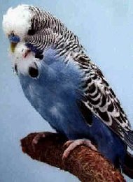 Budgies are Awesome: Colours & Mutations (6)