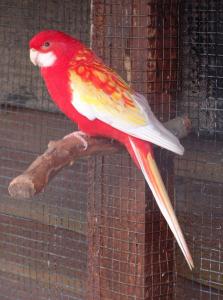 Red Budgie