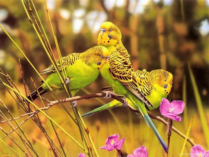 Budgies are Awesome: Australia: Homeland of Budgies (5)