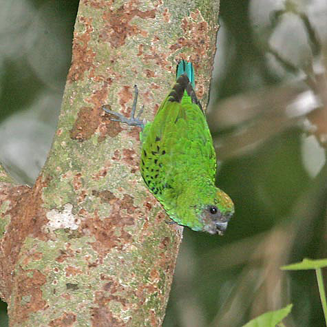 Budgies are Awesome: Smallest parrot species in the World