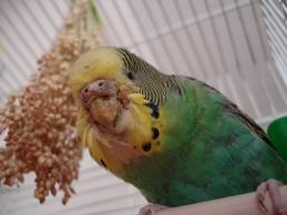 Budgies are Awesome: Why so Ceres?