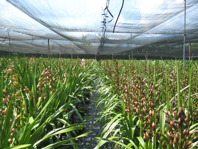 Bloomin' Blog by Bloom Japan Network: Japanese Winter Pot Orchids are ...