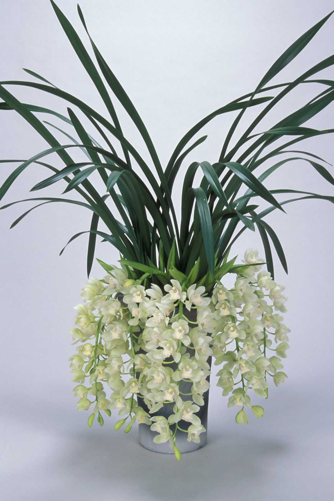Bloomin' Blog by Bloom Japan Network: Japanese Winter Pot Orchids are ...