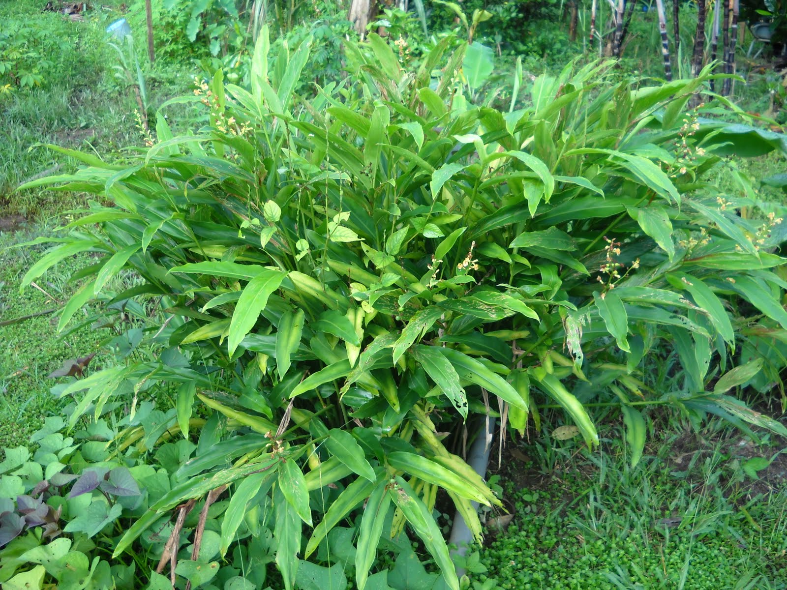 KENALI POKOK SAYANGI POKOK: LENGKUAS GETING