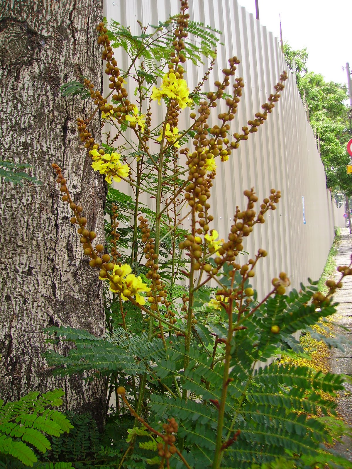 Garden Chronicles of James David: Copper Pod Tree - Peltophorum pterocarpum