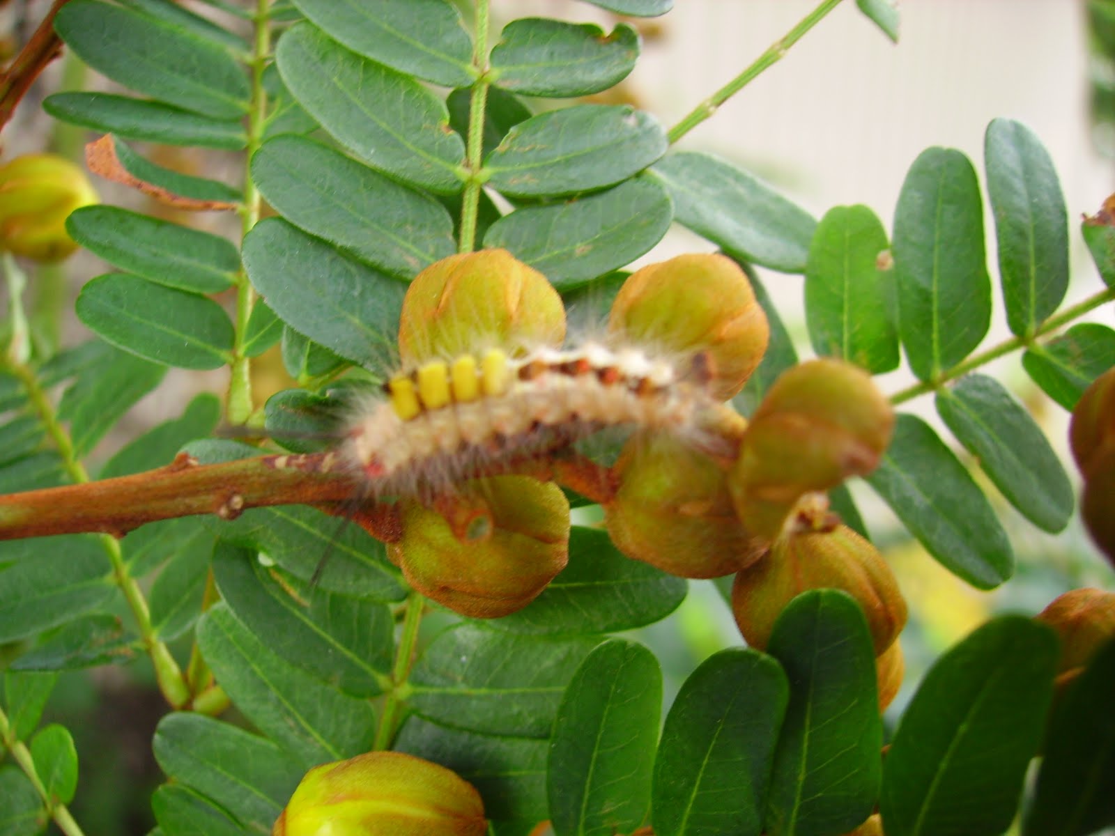 Garden Chronicles of James David: Copper Pod Tree - Peltophorum pterocarpum