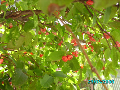 Garden Chronicles of James David: Water Apple Tree - Syzygium samarangense