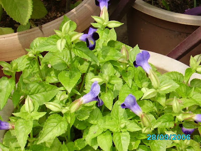 Garden Chronicles of James David: Wishbone Flower - (Torenia fournieri)