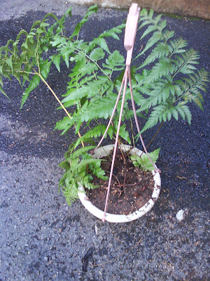 Garden Chronicles: Squirrel Foot Fern - Davallia trichomanoides