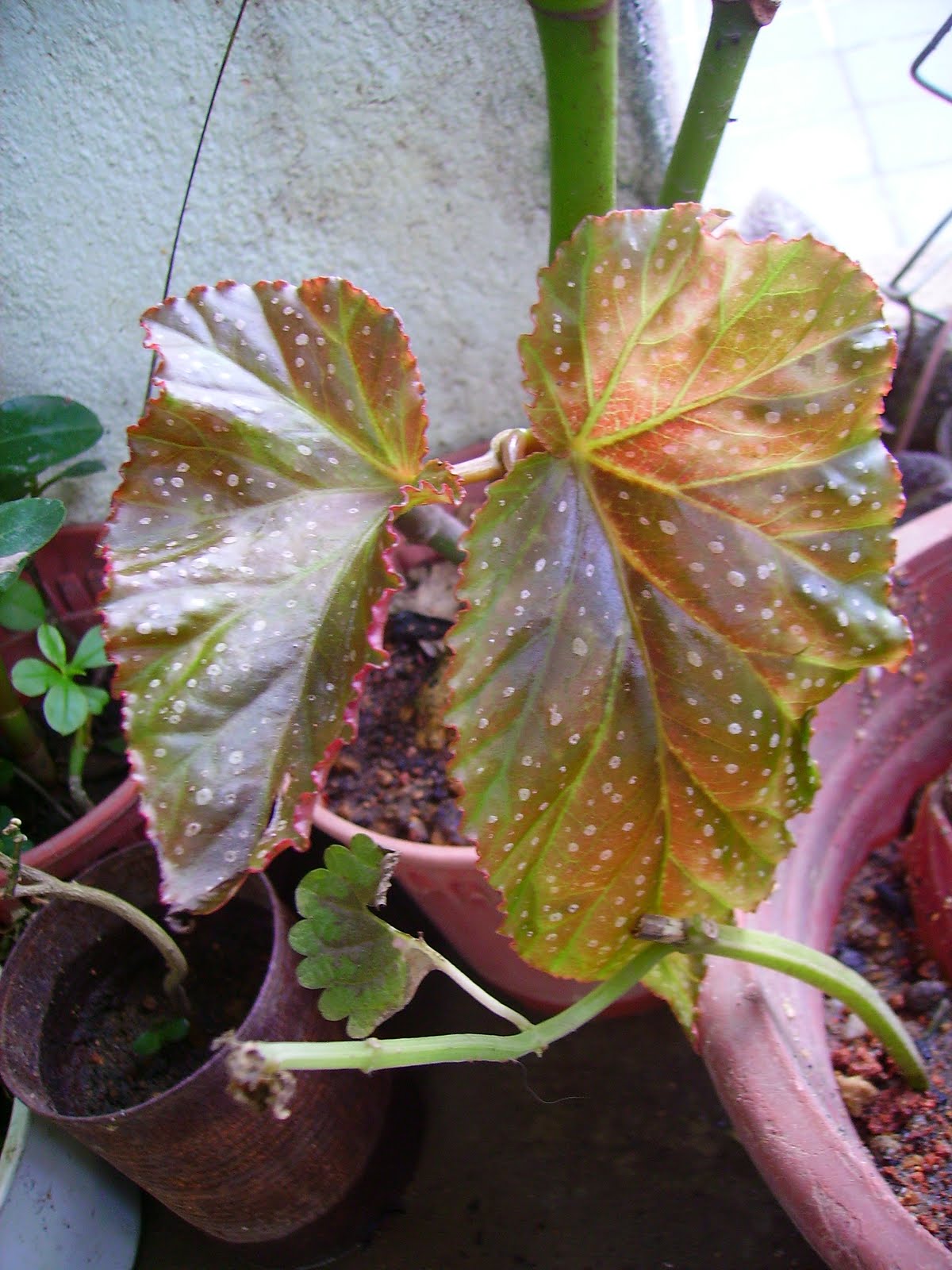 Garden Chronicles of James David: Begonia Collection