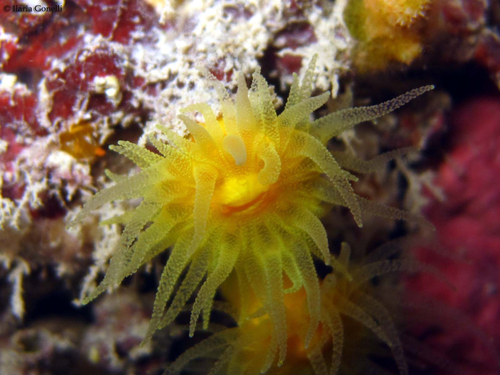 Biologia marina: Polpi o polipi?