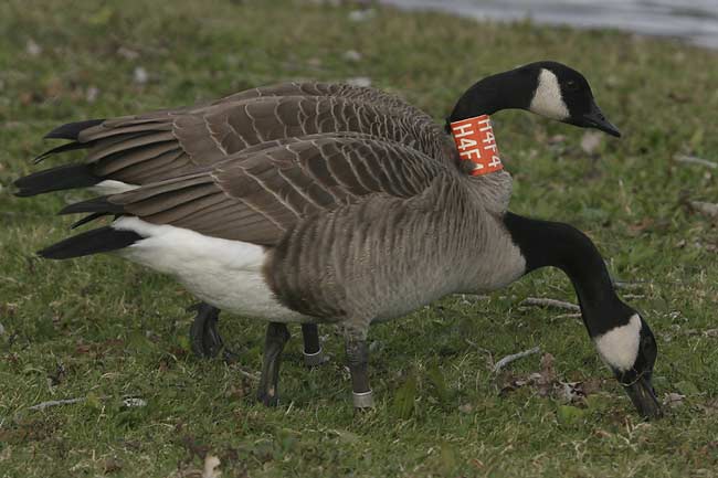 BIRDING with BINnS: #38 Conservation Tip: Report Banded Birds