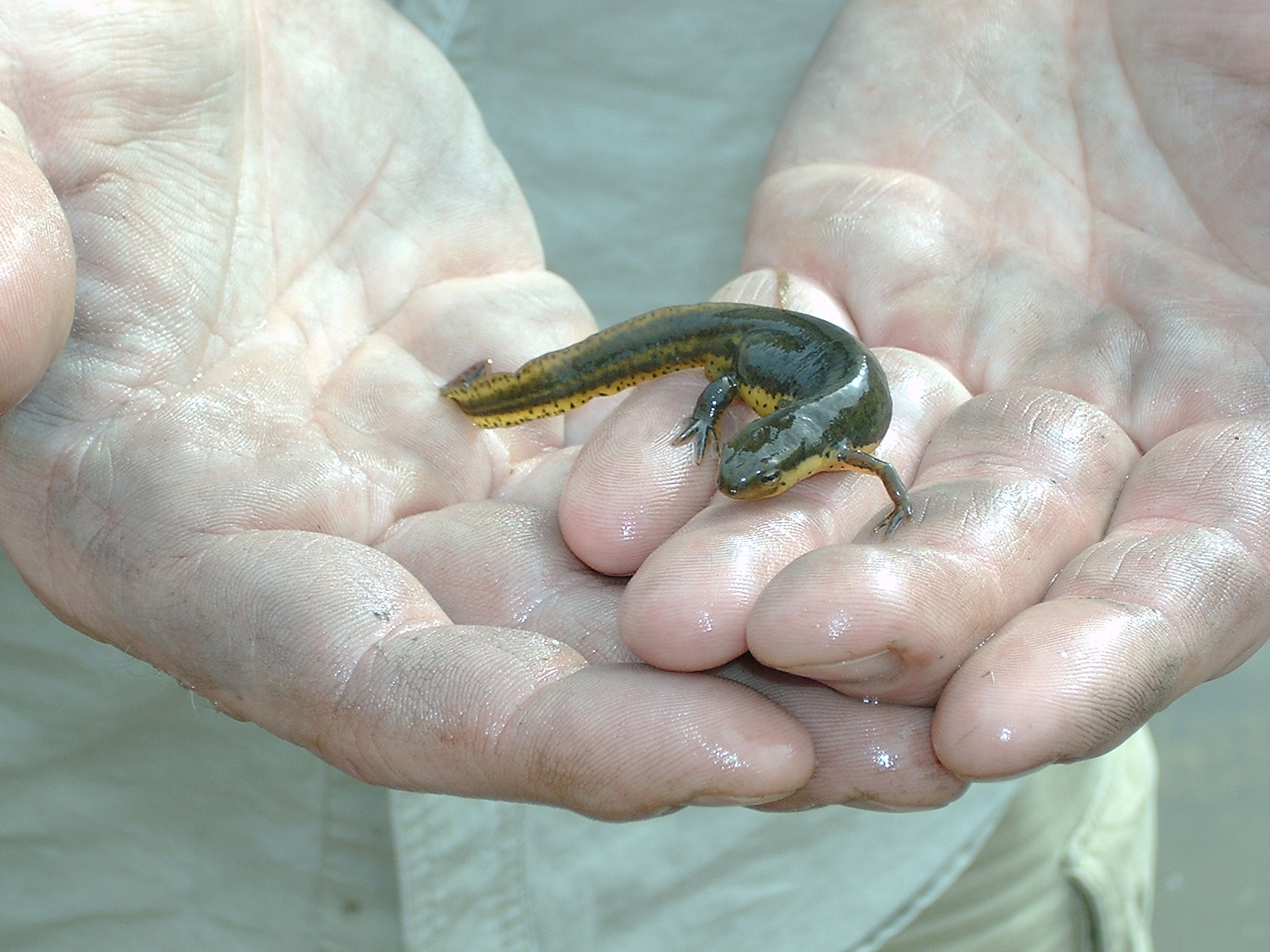 All Things O!!: i don't know the difference between lizards and frogs