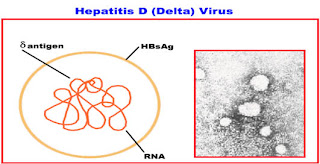Virology: Prions, Viroids and Virusoids