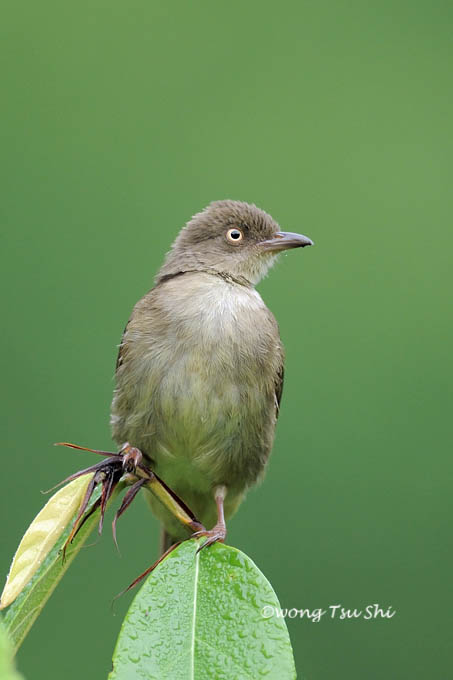 Of North Borneo Birds and others: RDC, Sepilok, Sandakan, End of May 2010