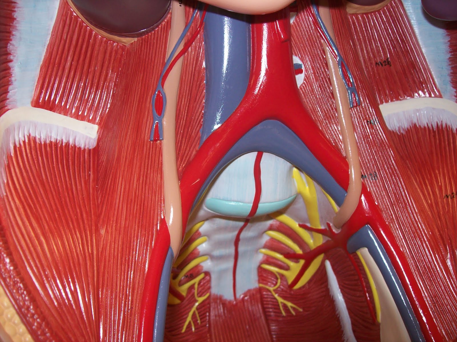 Alll About Anatomy: Inside Torso Pics