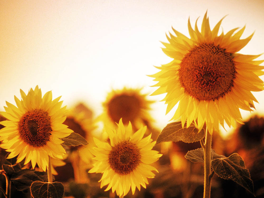 Para que nada se pierda: los girasoles