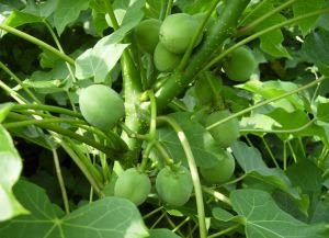 Alumni SIF7680: Pokok Jarak