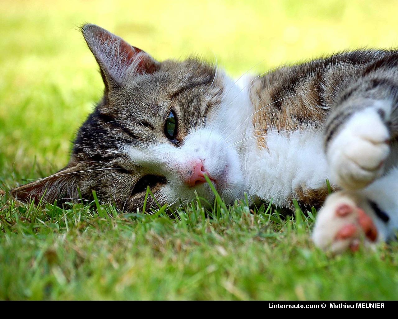 Éclectique: Mon chat - Collection Hulton GETTY