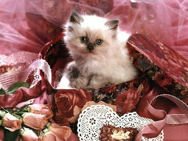 Éclectique: Le chat lecteur - Conseils et astuces