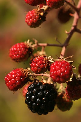 naturaleza en asturias: Frutos silvestres