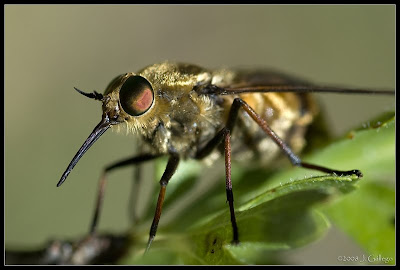 Cordillera de Los Andes: Los Tábanos