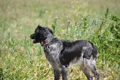 IBICAZA: POINTER Y SPAGNEUL BRETON PARA CODORNIZ