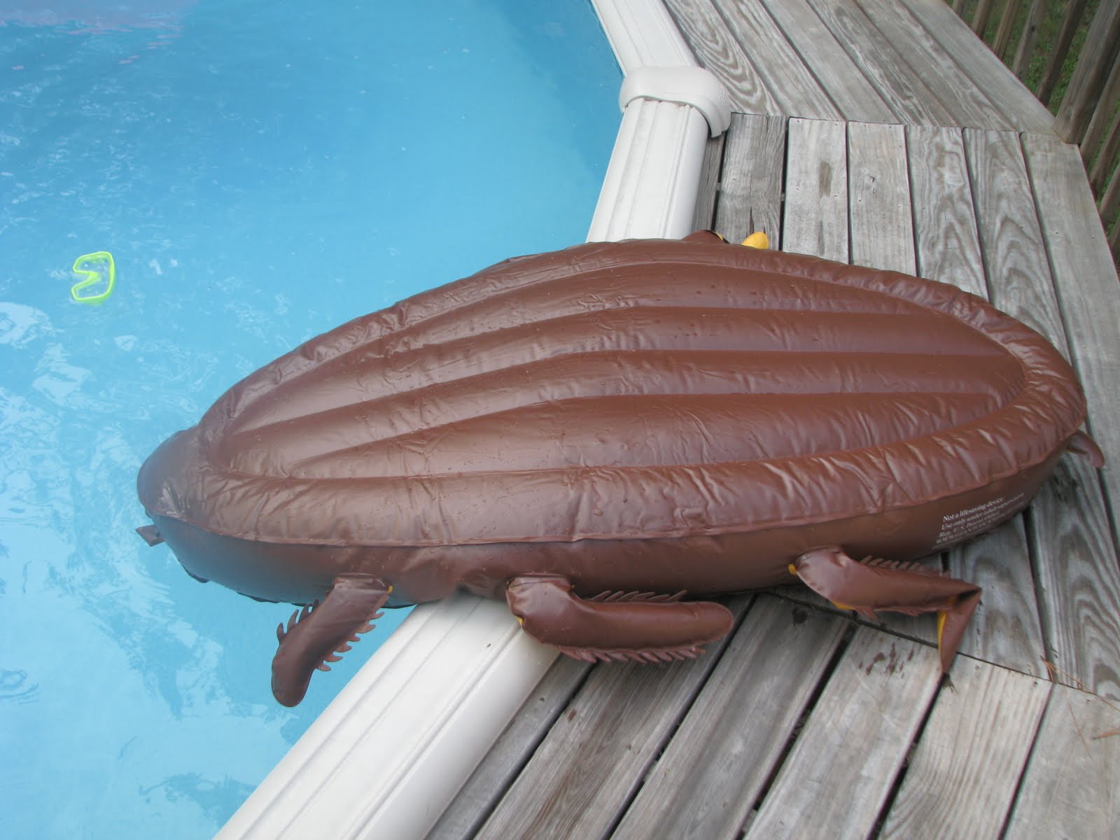 The Birdhouse: giant roach