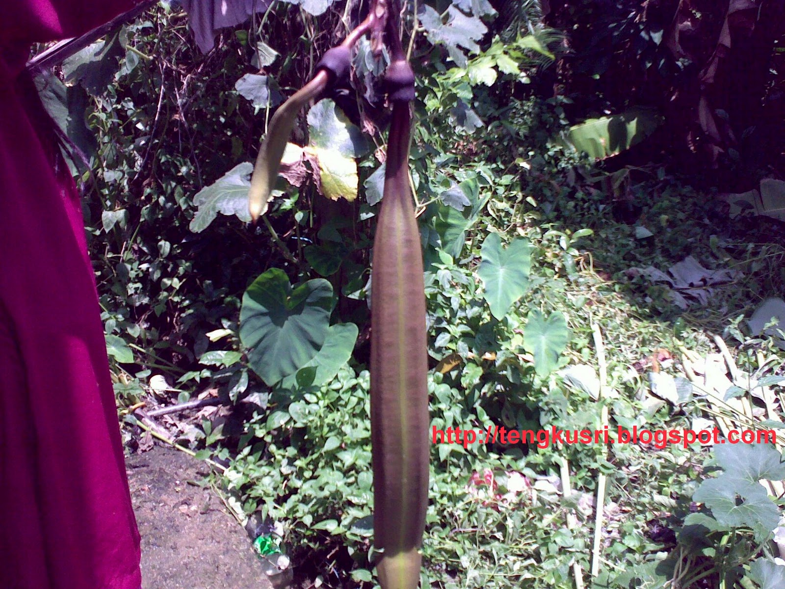 Trycubatest: Buah paling Panjang DI DUNIA?