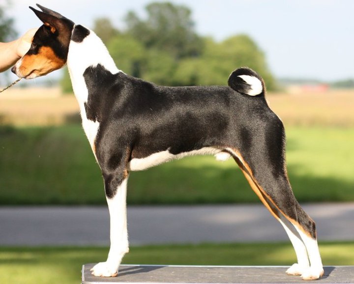 Jag och mina Basenjis: Basenji