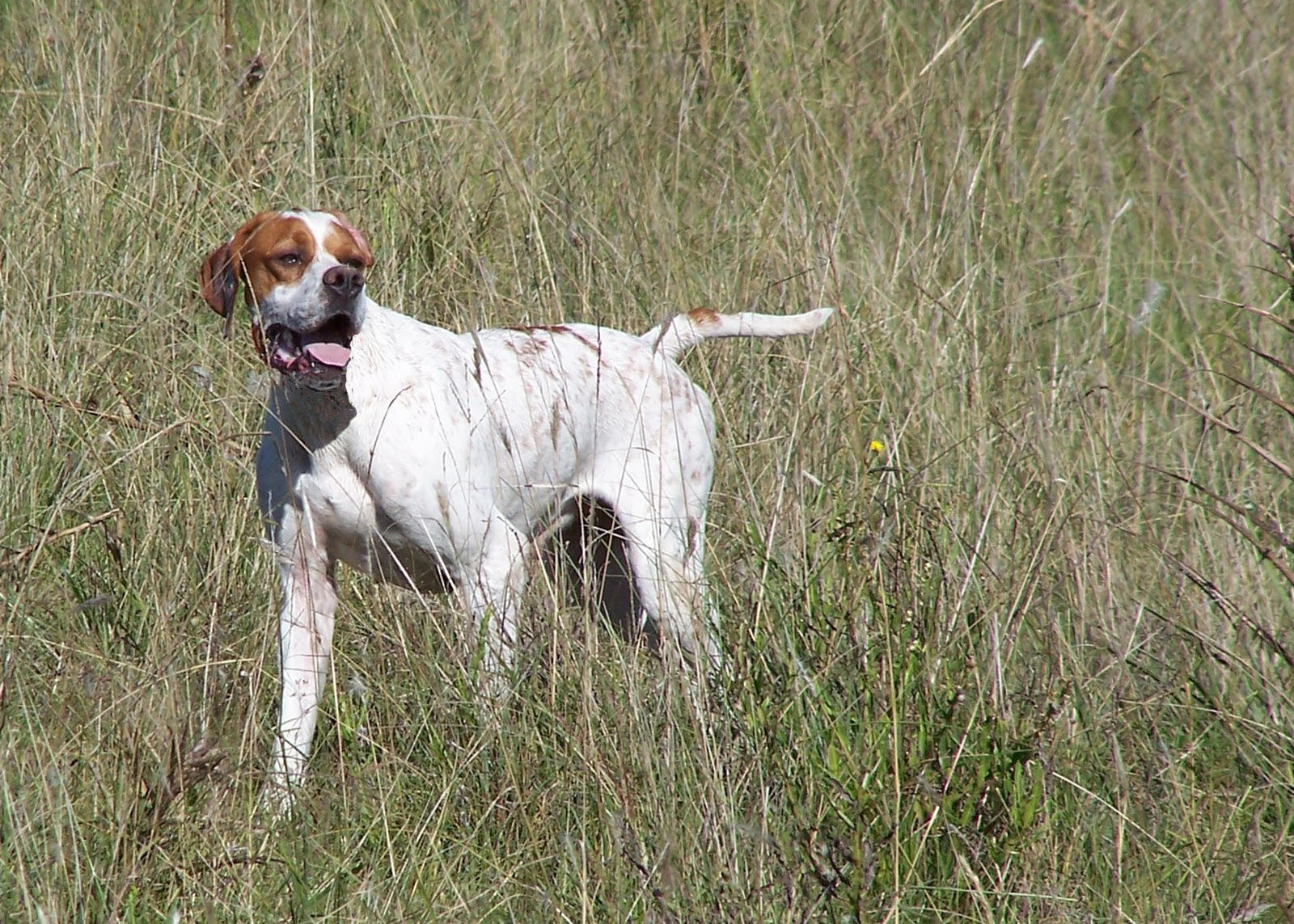 Histoires de Pointers: Les pointers en Urugauy