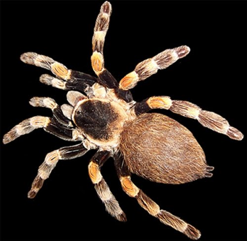 Reino Animal - Invertebrados: Arthropoda (Artrópodes)