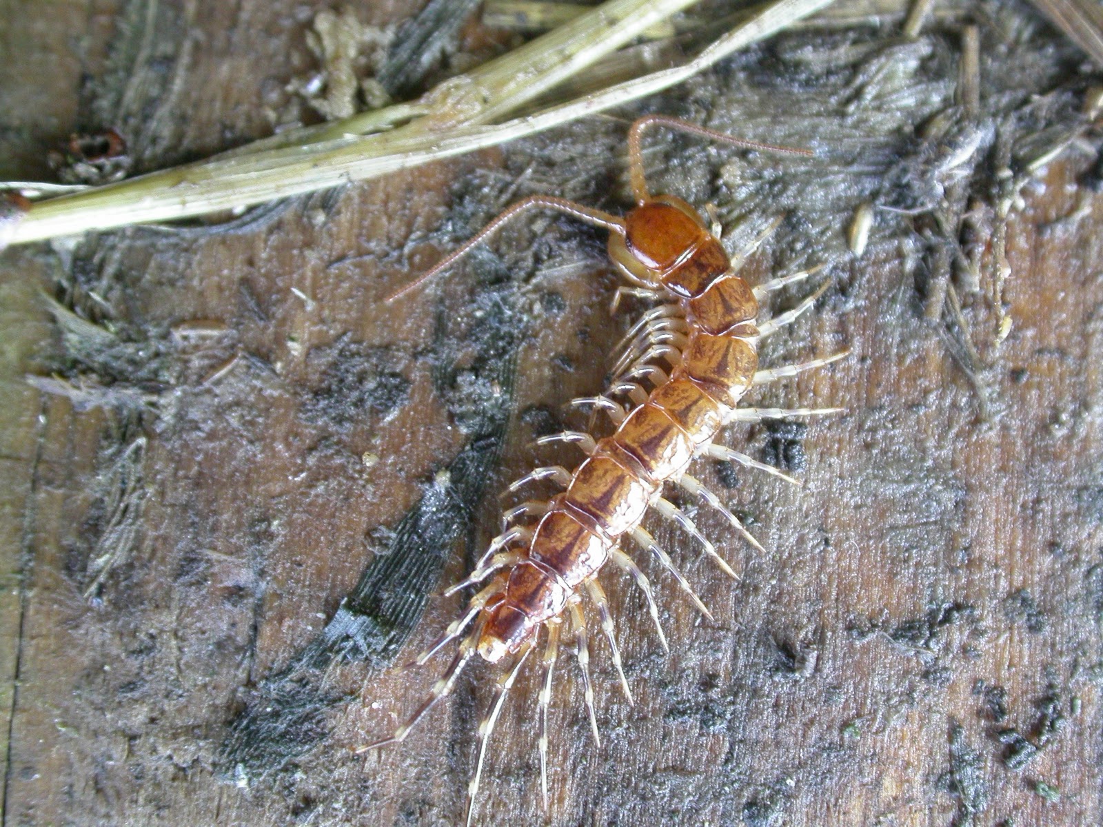 The Lyons Share: 15 pairs of legs