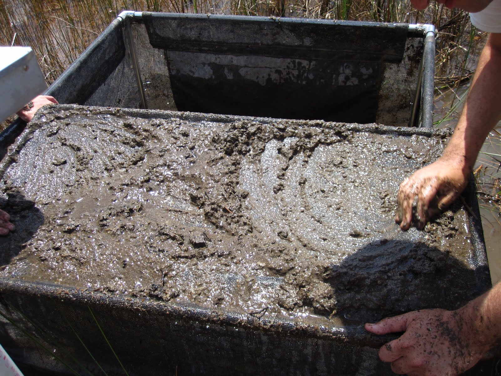 Marsh Mucking: New Life
