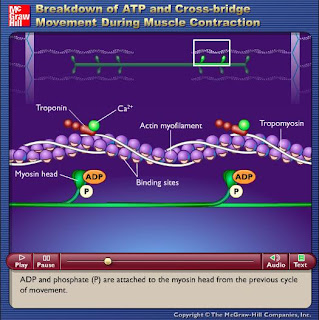 doctors videos backup: Biochemistry: breakdown of ATP and Cross-bridge ...