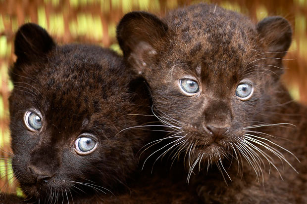 Two 6-week-old black panther cubs are shown off to the media at the ...