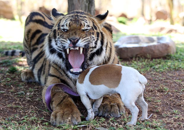 Panjo the Tiger plays with Milo the Jack Russell