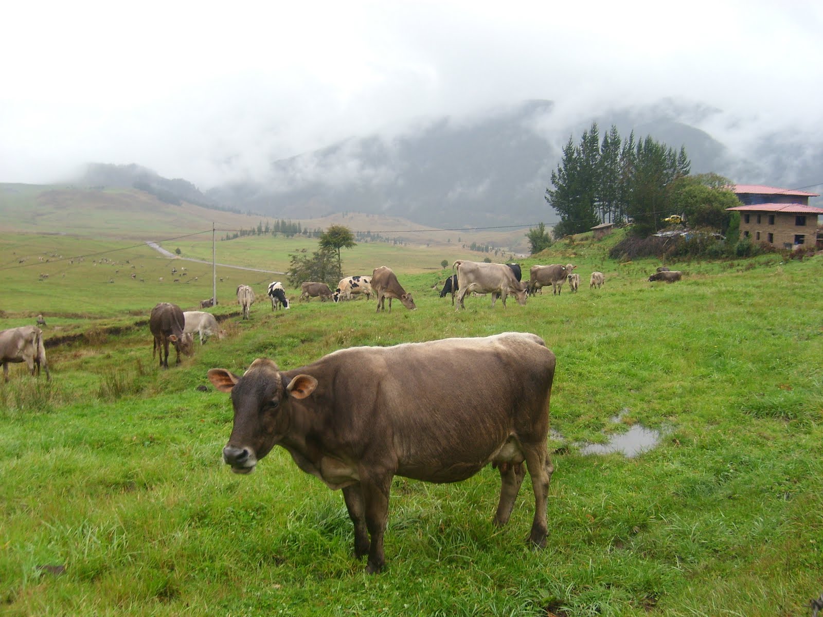 DesarrolloJuvenil-Comunidades Selva: De becerra a vaca